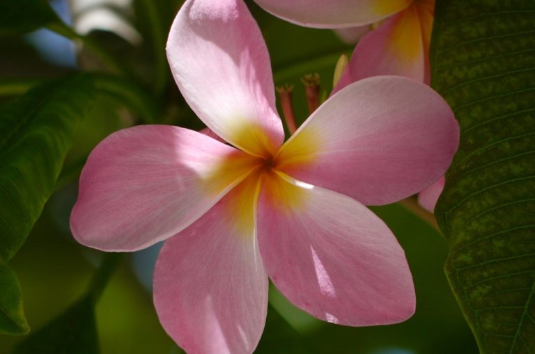 How Florida Got Its Name & The Many Nicknames Associated With It ...