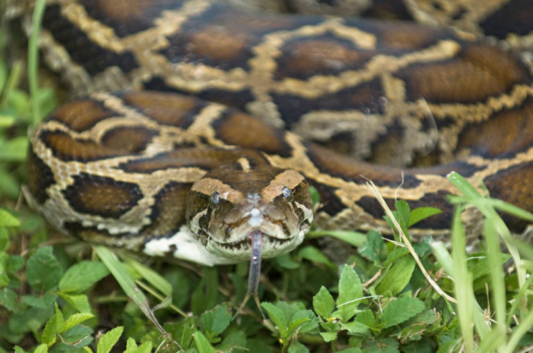A Look At How Pythons Invaded The Florida Everglades - Florida Insider