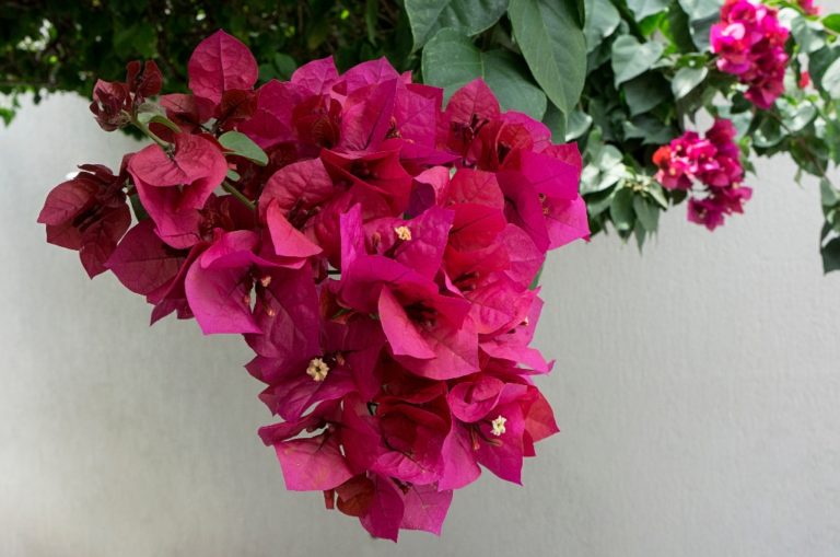 6 Plants and Flowers Native to Florida That You May Not Know About ...