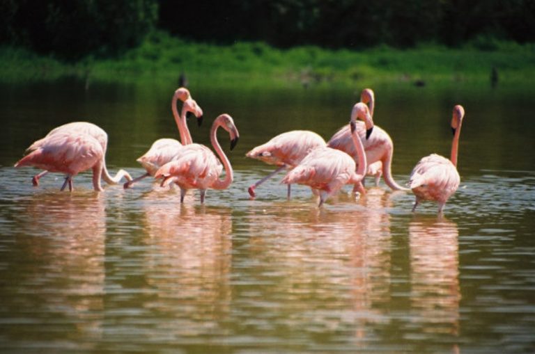 What It’s Like to Visit Florida’s National Forests - Florida Insider