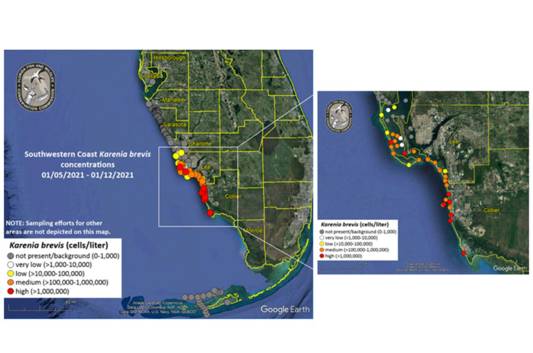Red Tide Continues To Irritate Southwest Florida Beaches Florida Insider