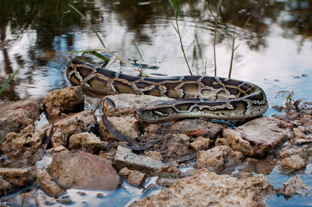 A 198-pound Burmese python was captured in Florida